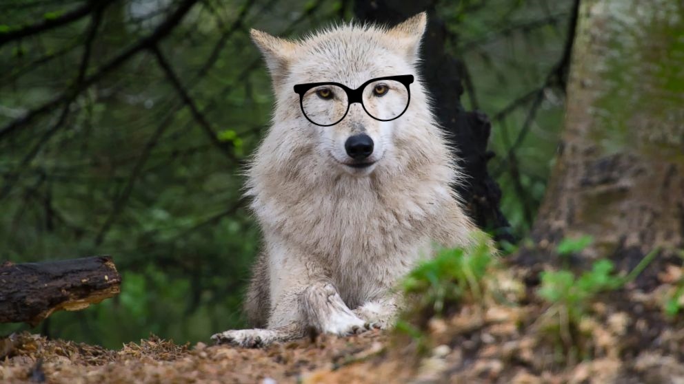 ANIMALS TIME : The 10 best wolfs edited pics (las 10 mejores fotos ...