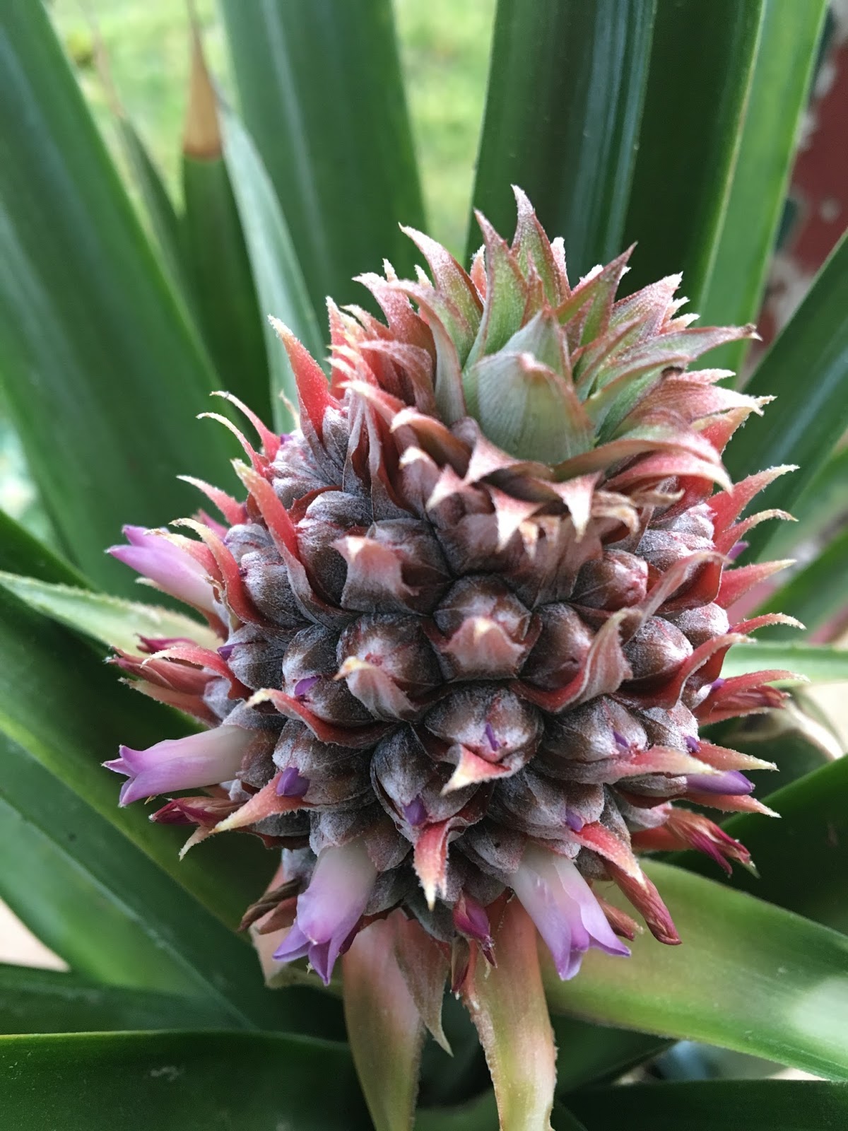 My Alabama Garden: More things that bloom