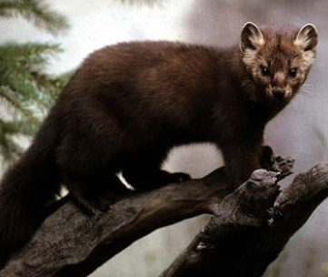 Aparate anti-daunatori,anti-rozatoare,anti-pasari,: Cum sa ne protejam ...