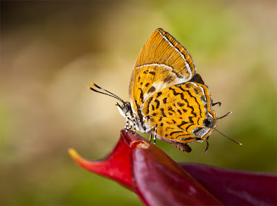 School Of Digital Photography: Butterfly Photography Tips – Working ...