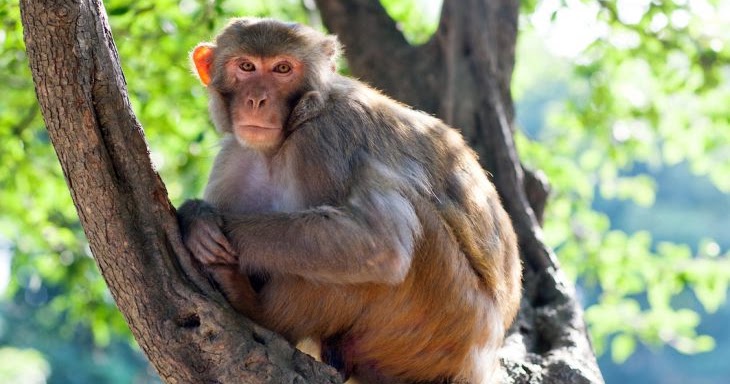 Ethics and Psychology: World’s first ever human-monkey hybrid grown in ...