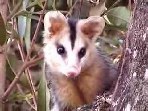 SABER CERRADO - PREALG/BPMA/PMDF - Arte Educação Ambiental e Segurança ...