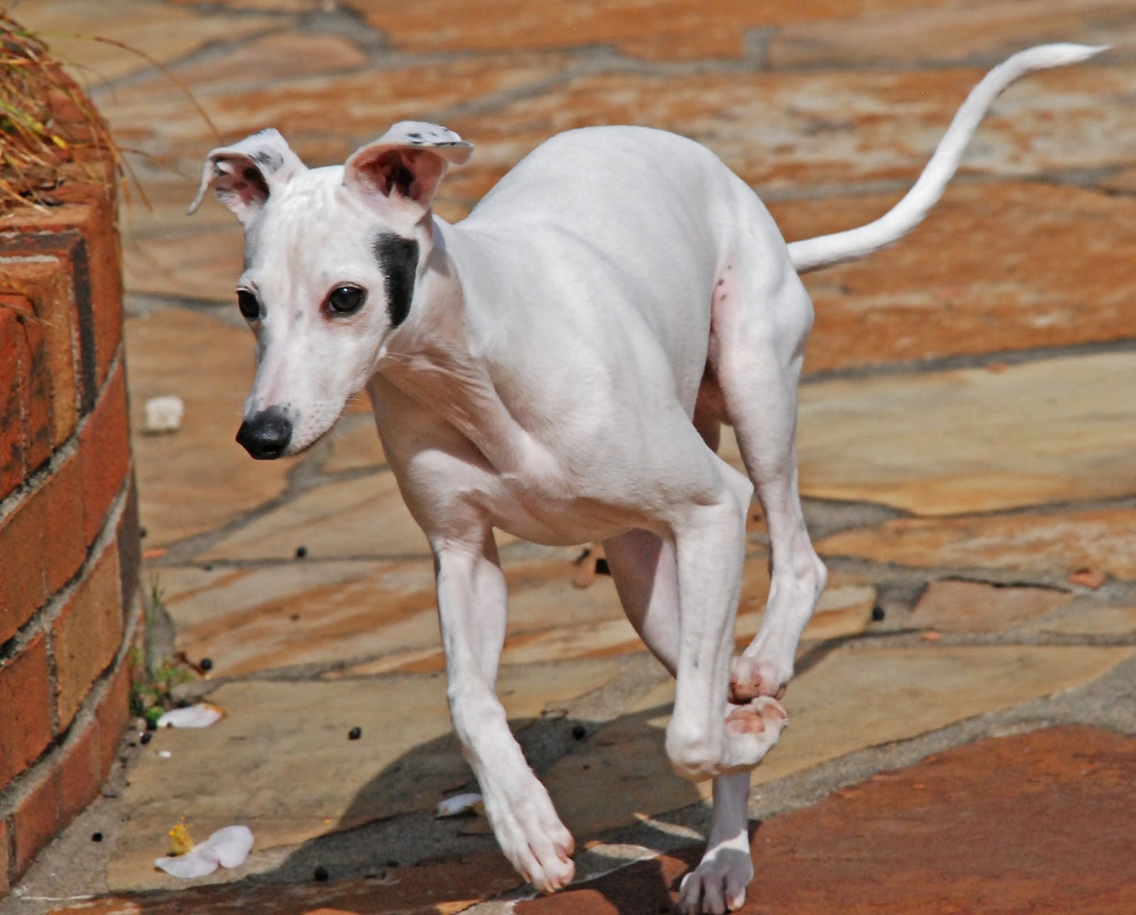 Greyhound Puppy Blog