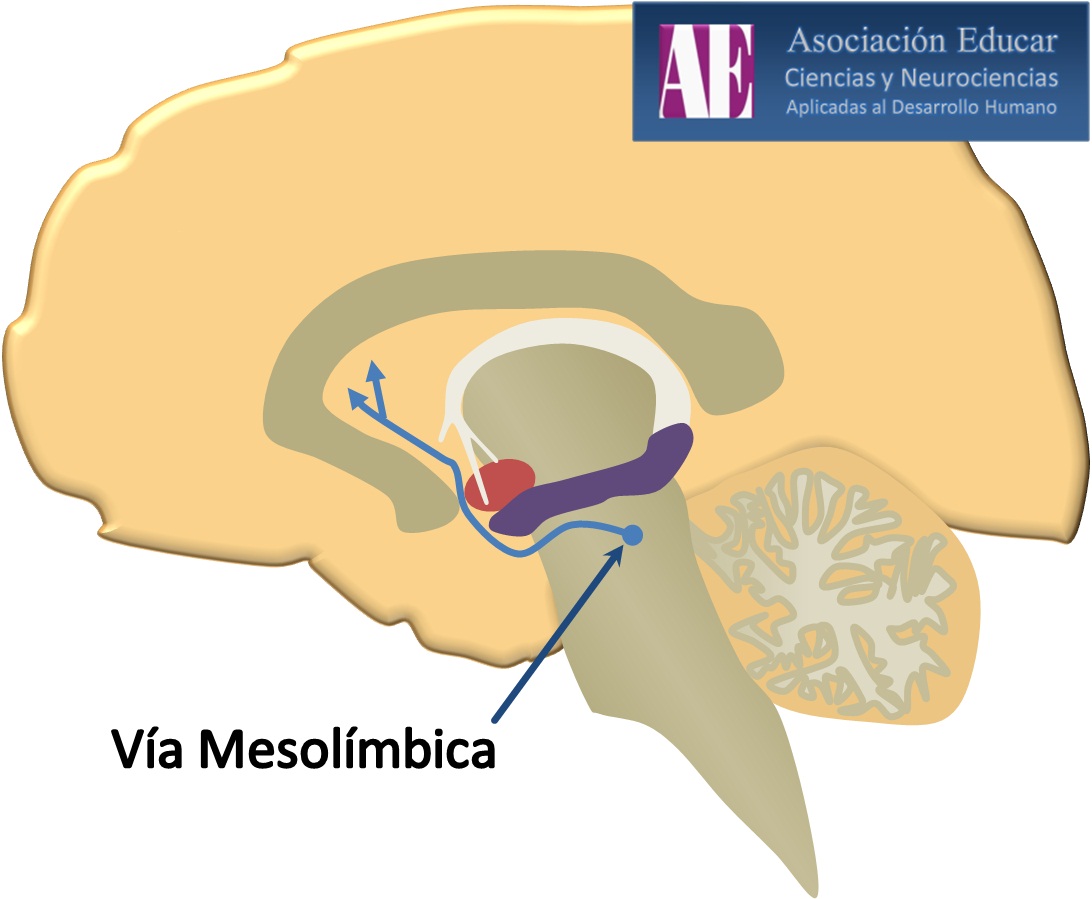 Opiniones de Vía mesolímbica