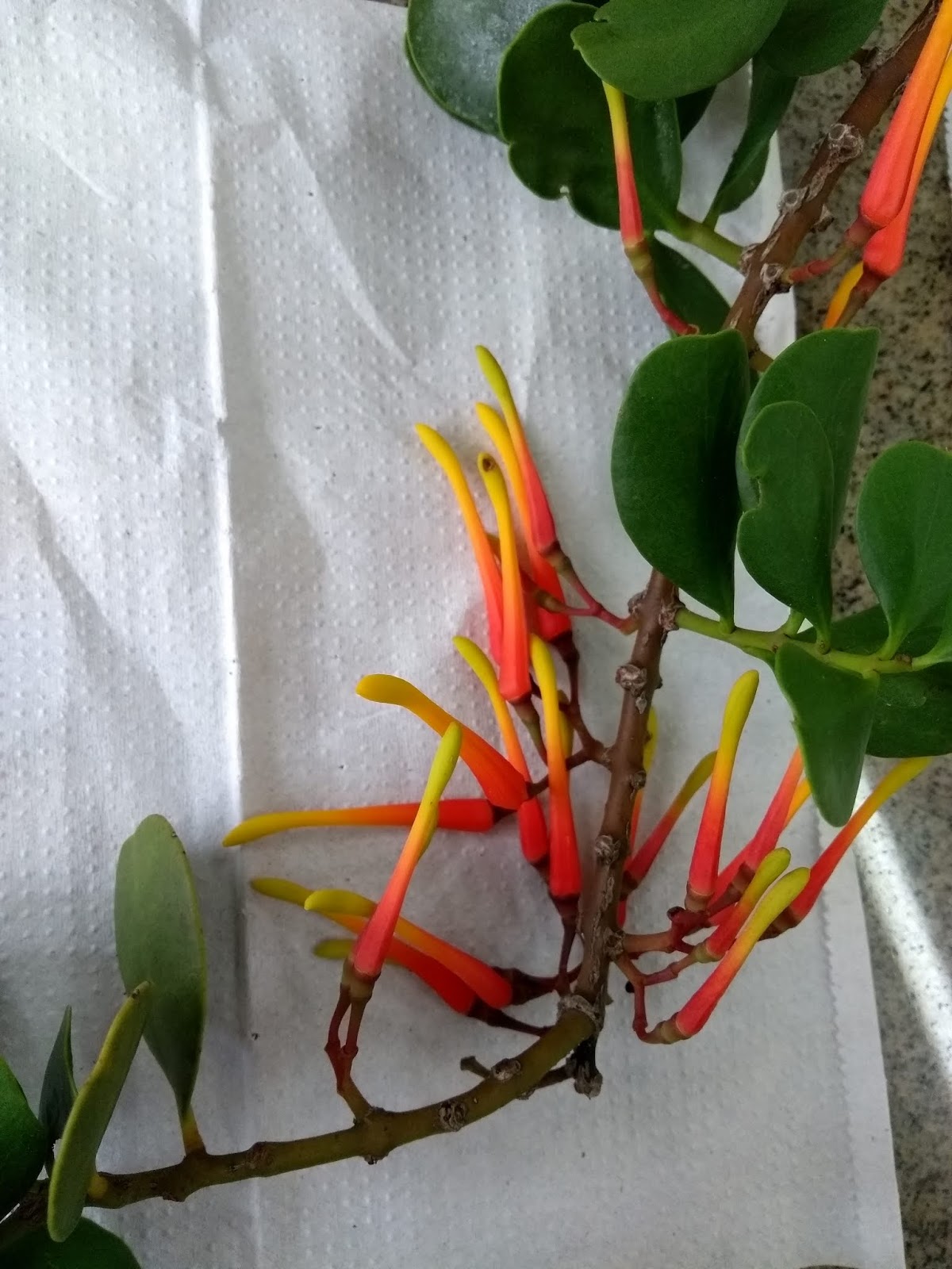 Sistemática Fanerógamas BIO 266 UEFS: novembro 2018