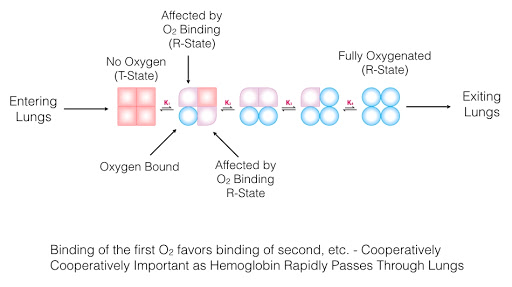 HEMOGLOBIN STRUCTURE