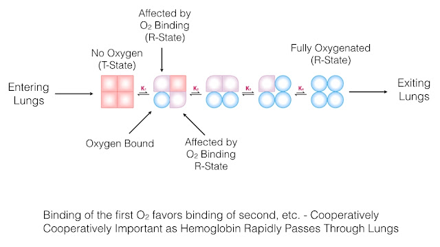 HEMOGLOBIN STRUCTURE