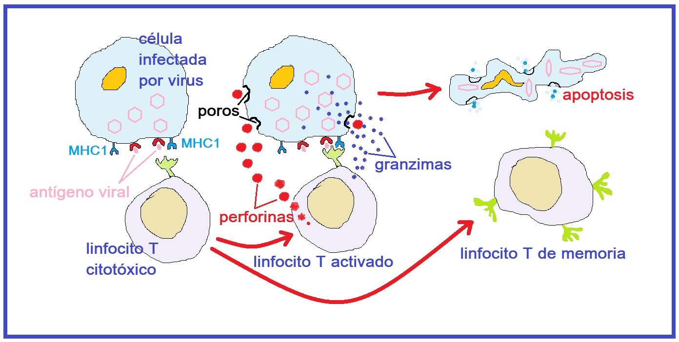CURIOSIDADES CIENTÍFICAS : Linfocitos T de memoria