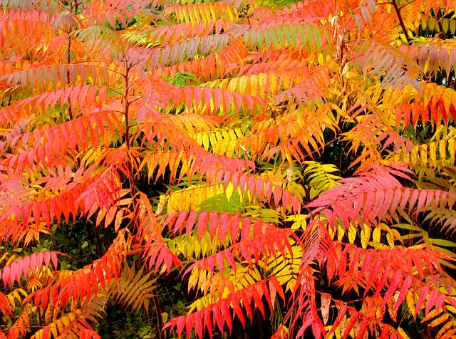 Bishop Garden Design - Home Garden