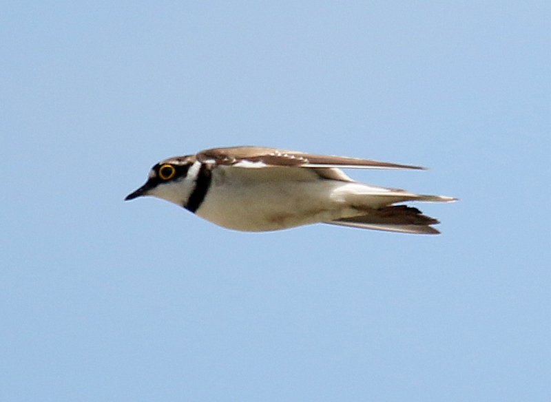 WEST YORKSHIRE BIRDING: Keep em coming. Little Ringed Plover. Fly Flatts.