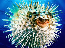 Scary Photos of Puffer the Monster Fish and Most Poisonous Vertebrate ...