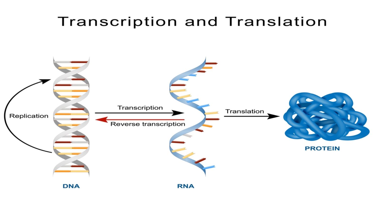 A Transgenic World: Science for Kids: Population Genetics with PTC paper