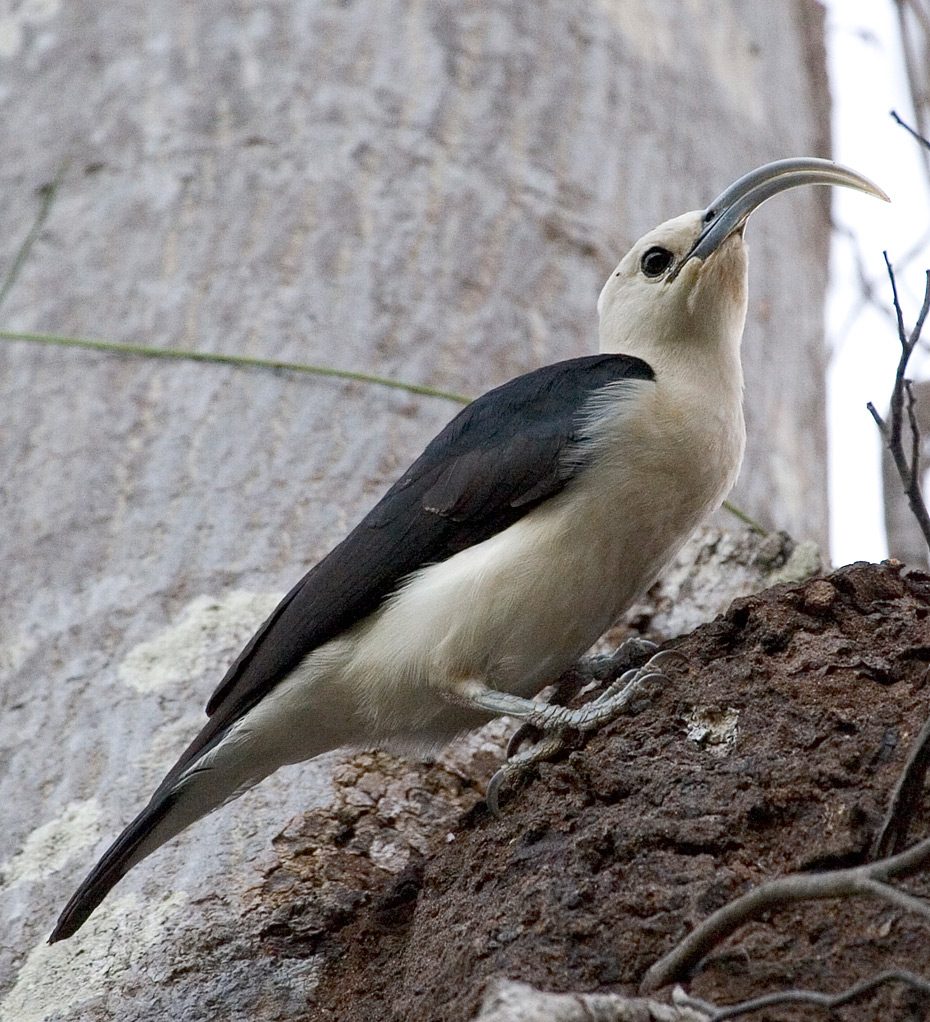 SICKLE BILLED BIRDS photos - wallpapers | the fun bank