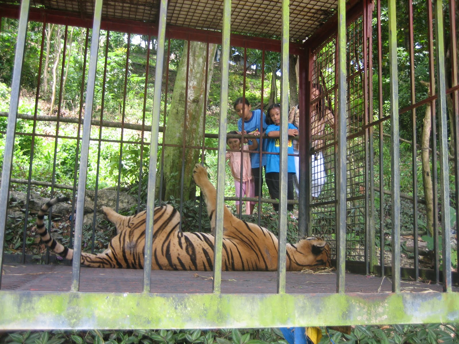 Cebu Zoo Visit Part 3: Information and Details - Exotic Philippines