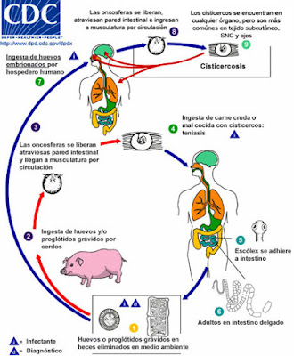 Parasitología P4: CICLO VITAL DE TAENIA SOLIUM
