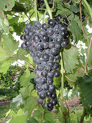 Fringe Wine: Chambourcin - Lehigh Valley, Pennsylvania, USA