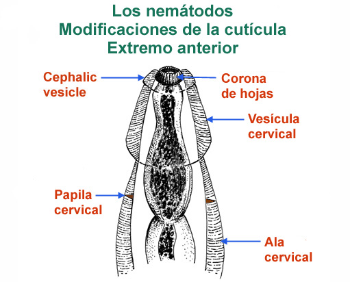 Info animales: GUSANOS REDONDOS Y OTROS