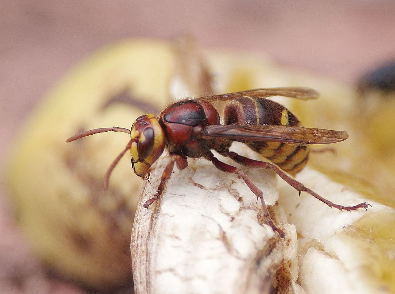 Birds of the Heath: Asian Hornets