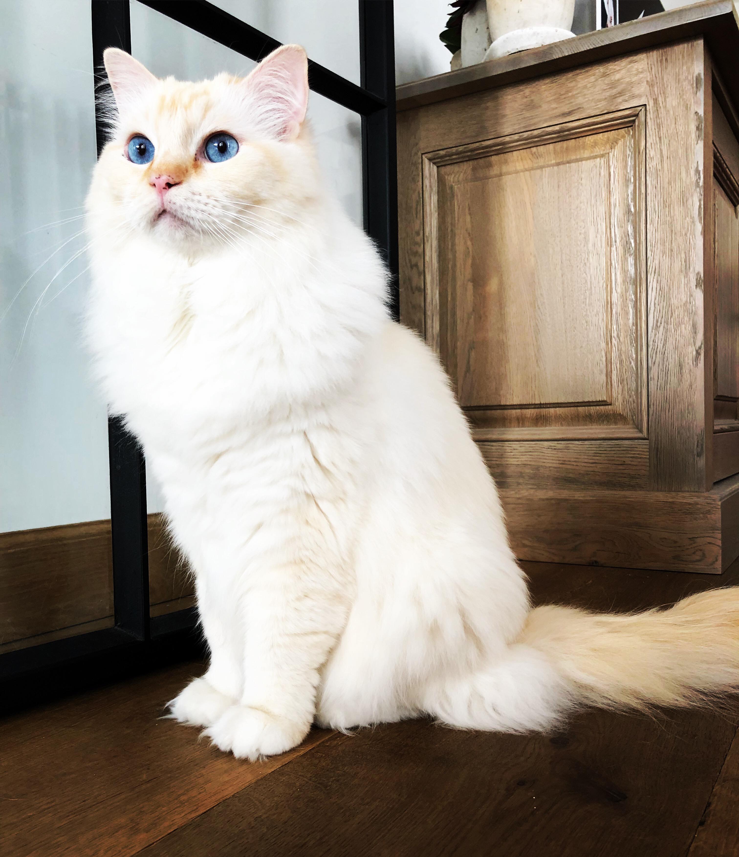 Kucing Turkish Angora (Ankara, Turkey) | meotuna
