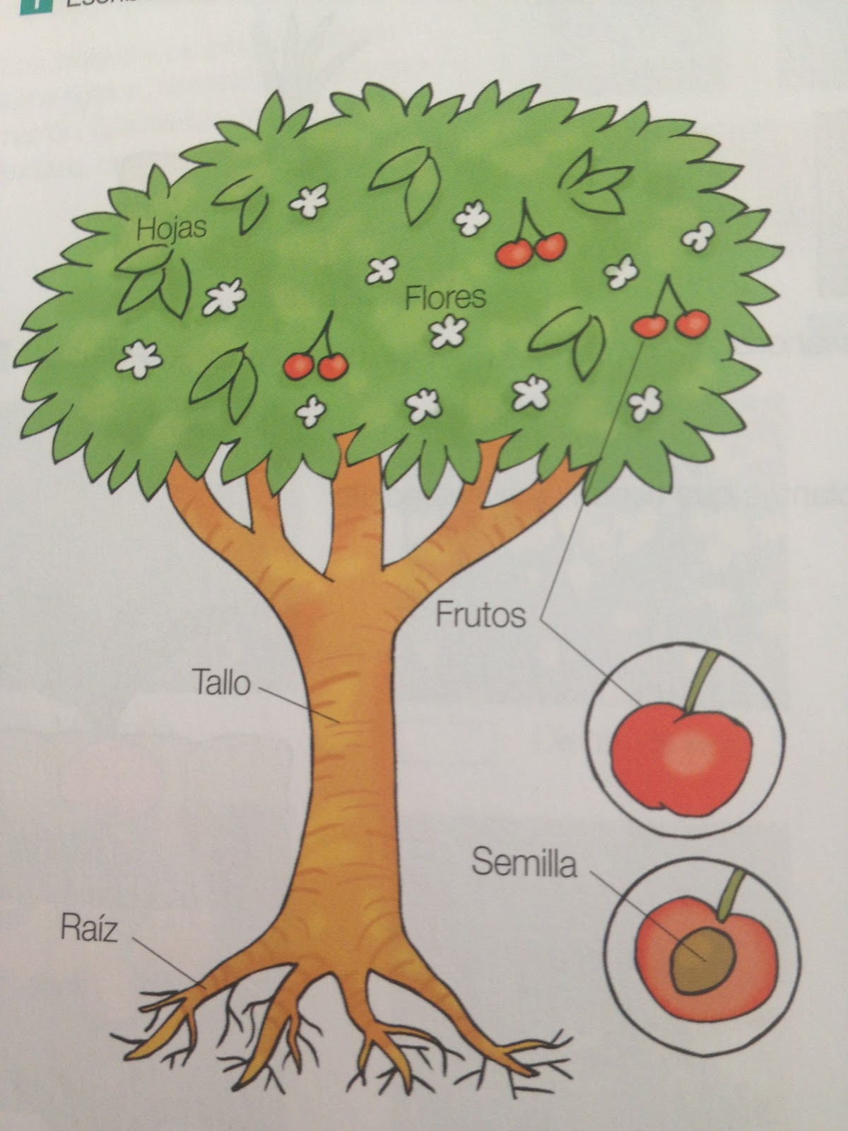 Conocimiento del Medio 2: noviembre 2012