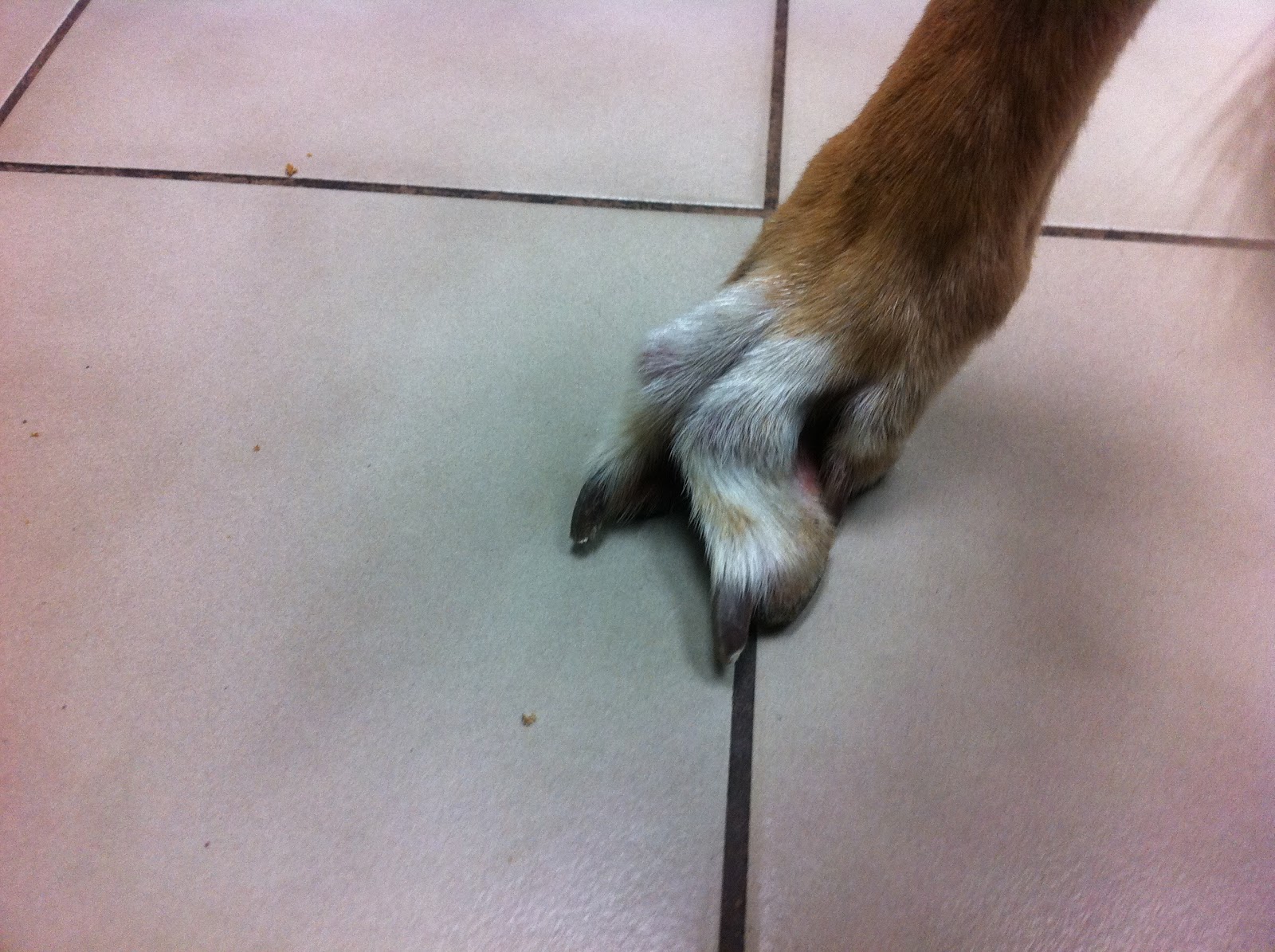 Does Your Dog Have Eye Boogers?: Greyhound Wes ... and 2 dislocated ...