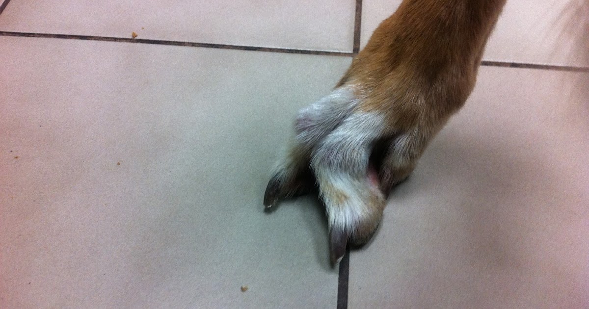 Does Your Dog Have Eye Boogers?: Greyhound Wes ... and 2 dislocated ...