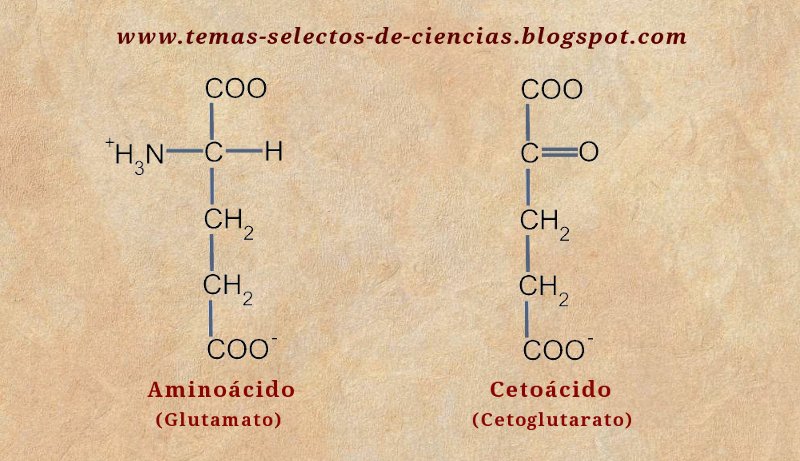 Transaminación y Desaminación