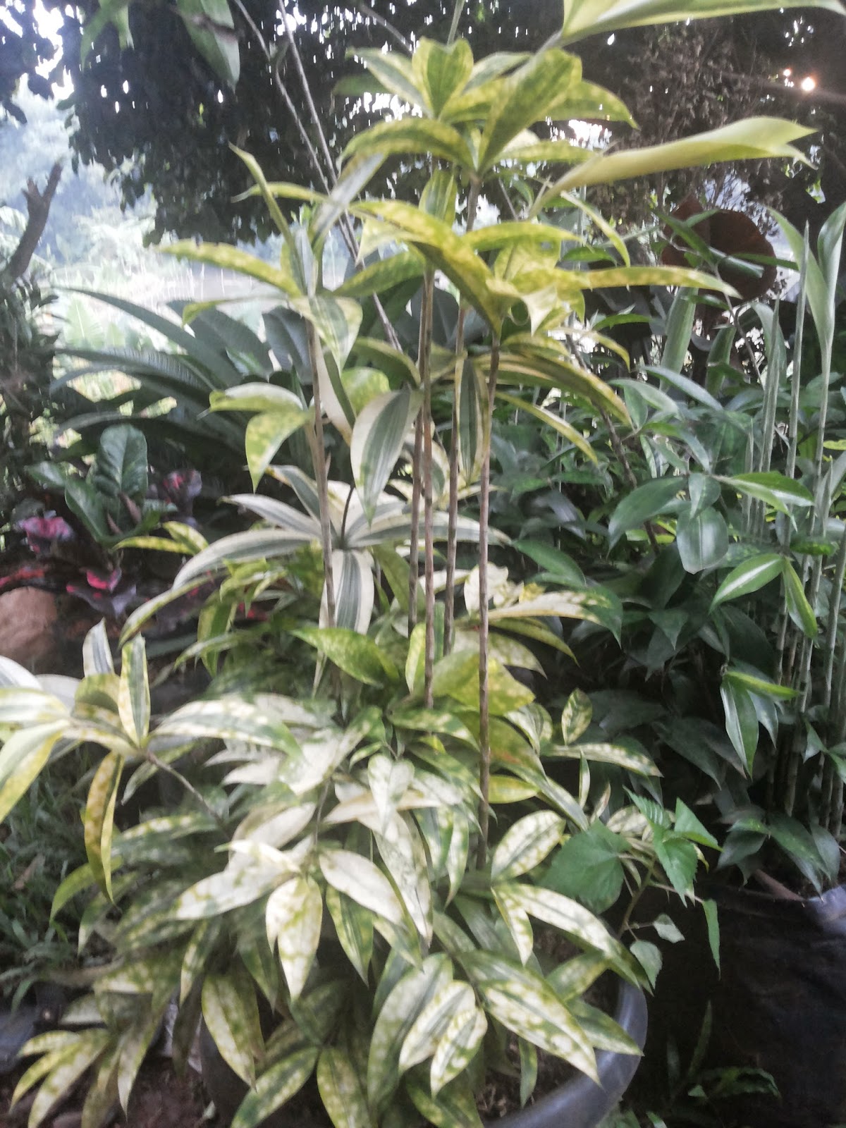 dome cemara felora: April 2014