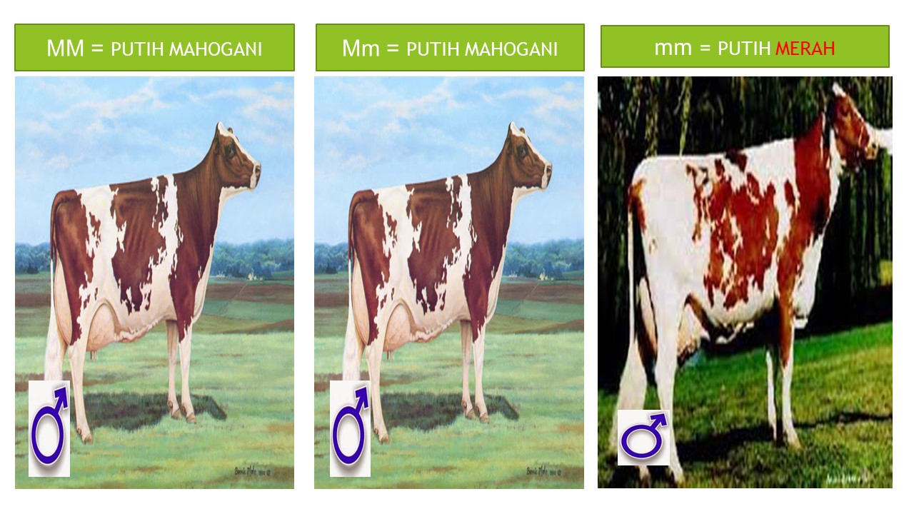 ASTIJA BIOLOG: GEN WARNA PUTIH MAHAGONI MERAH PADA SAPI