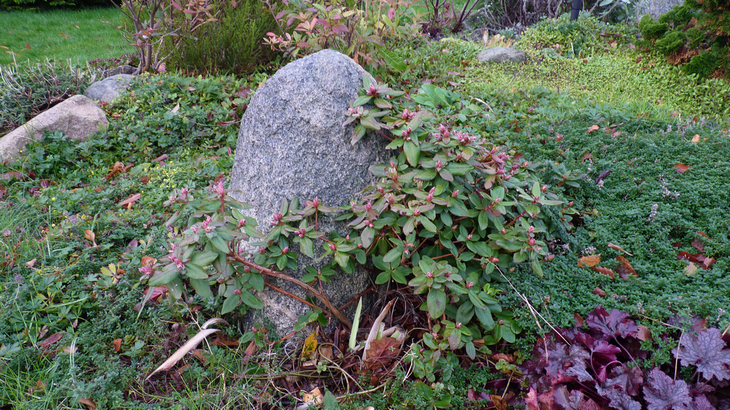 Høneballehaven på Samsø og Hellerupvej på Fyn: Nogen sten og planter i ...