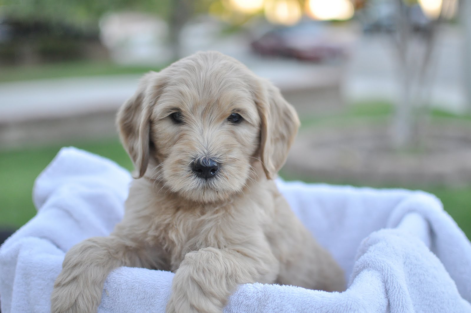 Faithful Doodles: Zoey's 6 Week Old F1B English Goldendoodles ...