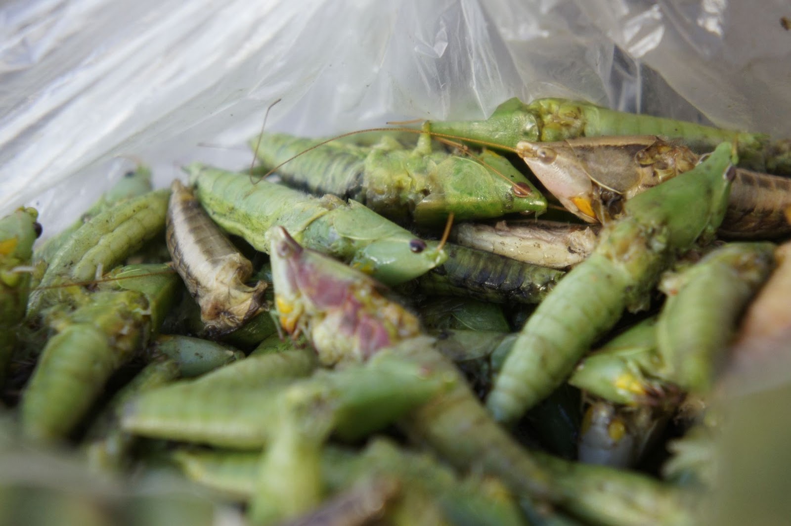 Nalubaale ~ナルバーレ~: グルメレポート Senene丼（セネネどん）