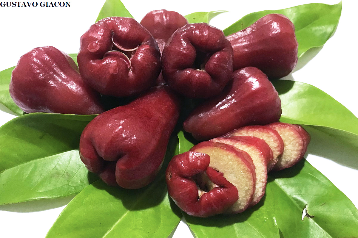 Viveiro Ciprest - Plantas Nativas e Exóticas: Jambo Vermelho Escuro ou ...