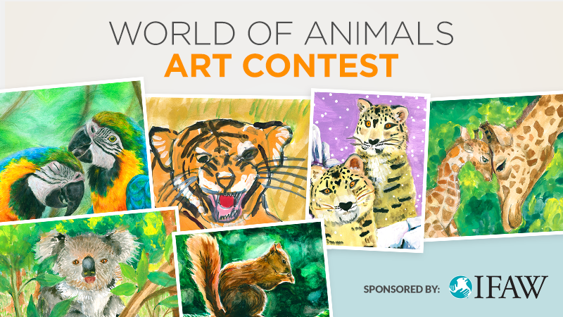 Ms. Wawa's Art Classes and Reference Materials: Art Contests