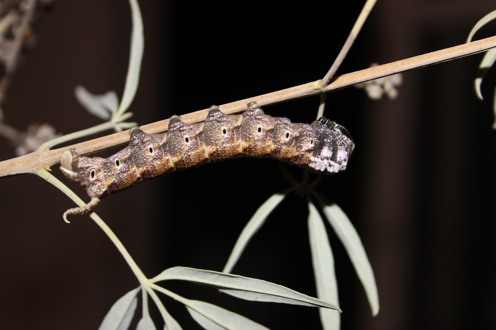 Biodiversity of Cyprus by NGO Protection of the Natural Heritage and ...