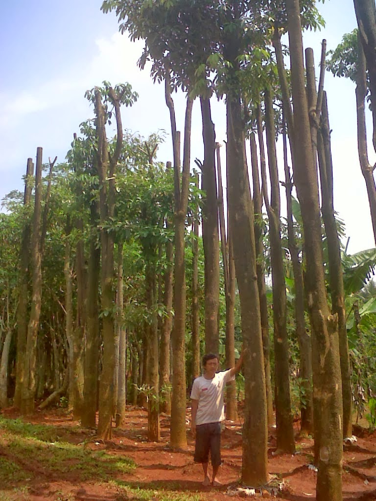 Jual Pohon Pule Atau Pohon Pulai Harga Murah | Berbakat Taman Landscape ...