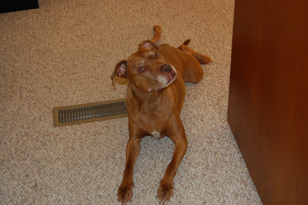 Pit Bull Frogs: Pit Bull Frog Photos