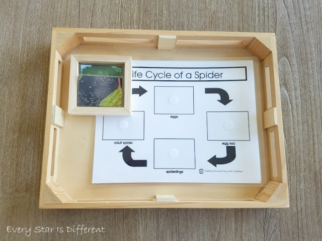 Montessori-inspired Arachnid Activities for Preschoolers with Free ...