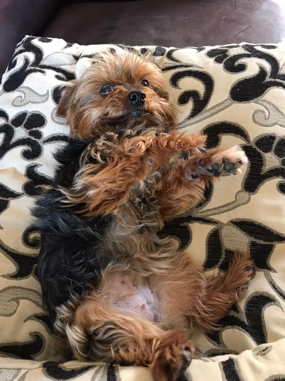 #535 - ALREADY ADOPTED! Cape Town, Somerset West - Angel Beautiful ...