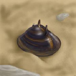 Today on the James: Wildlife of the James - James Spinymussel