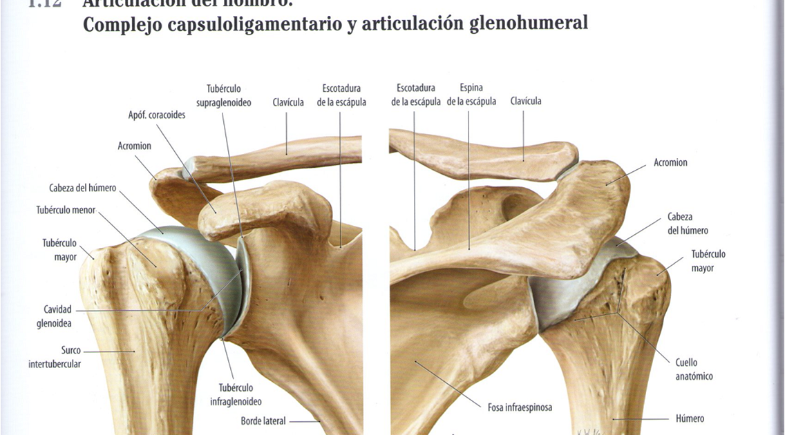 Anatomia Hombro Fisiot
