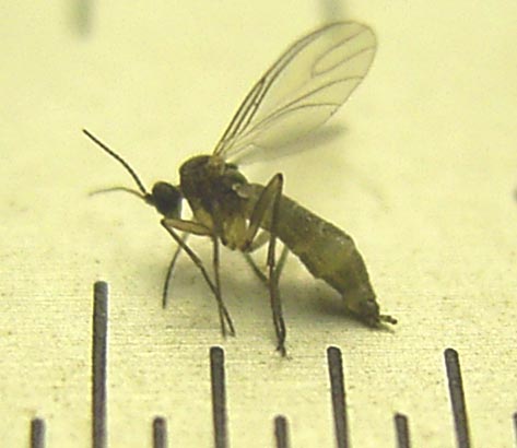 the prowling Bee: It would have starved a Gnat