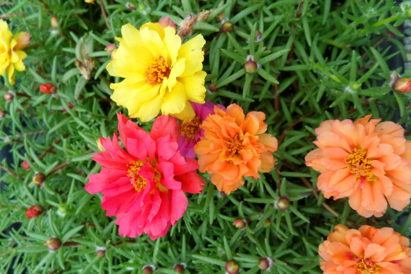 A Farmboy stuck in the city - Fox Farm - Riverside CA: Planting ...