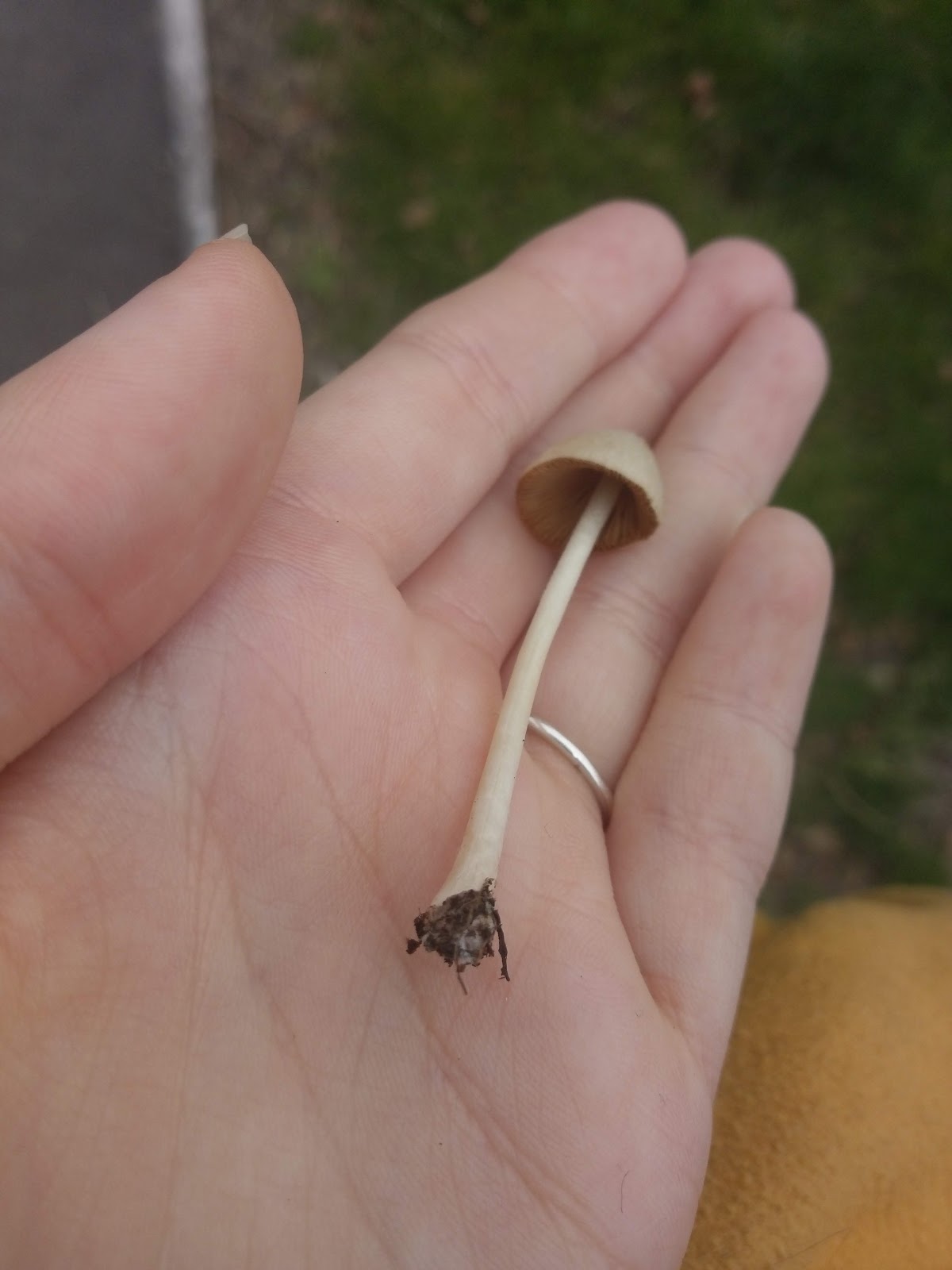 Common Conecap - Conocybe tenera