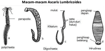 Ascaris: Macam Cacing Ascaris Atau Cacing Gelang - Biologisites