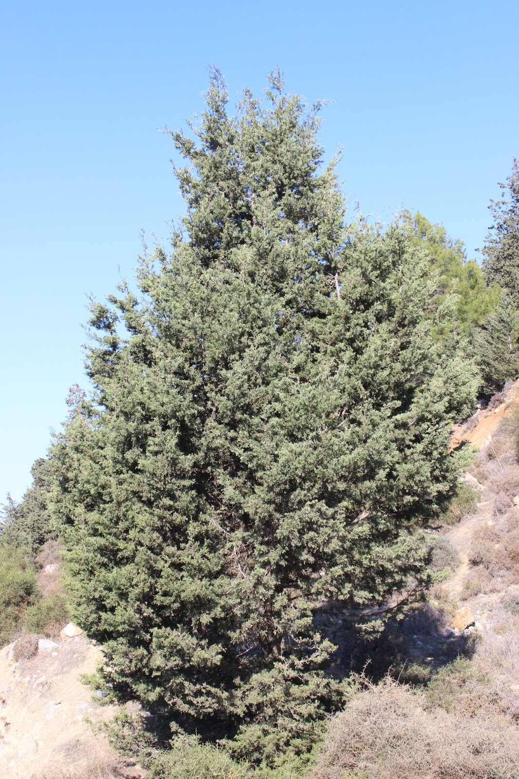 Biodiversity of Cyprus by NGO Protection of the Natural Heritage and ...