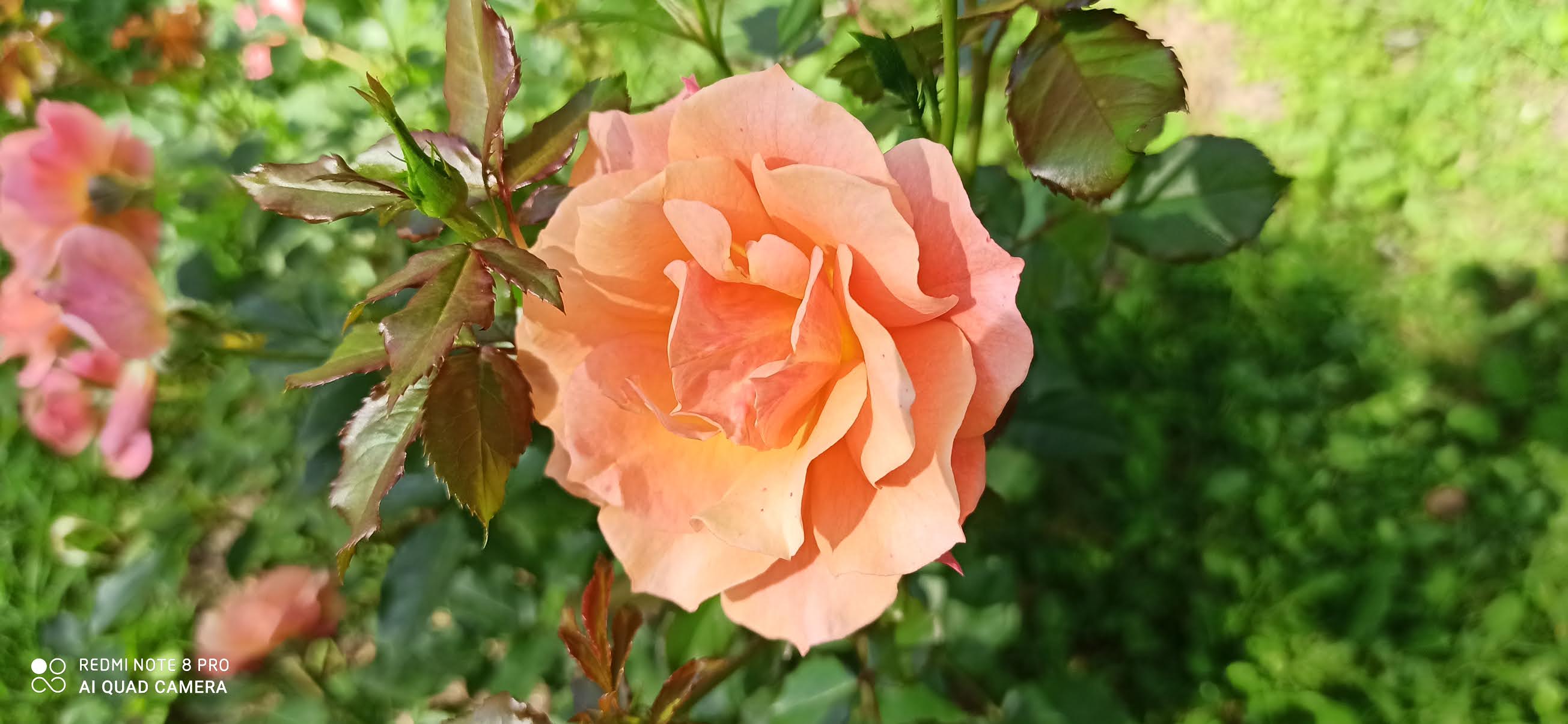 Ranczo Elma: Róża (Rosa) Lambada