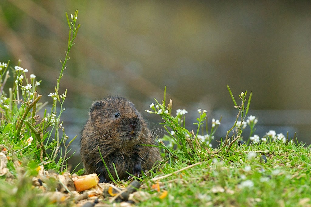 British Wildlife Centre ~ Keeper's Blog: Water Vole Babies