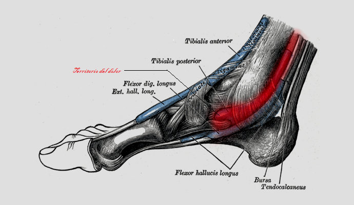 FISIO GARGON - Fisioterapia y Osteopatía: EL TIBIAL POSTERIOR