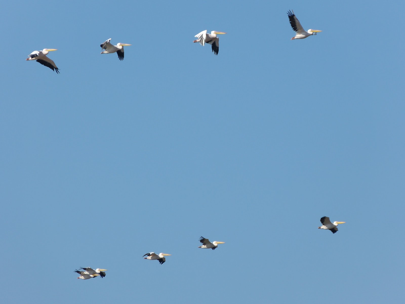 Hula Bird Festival - The Urban Birder